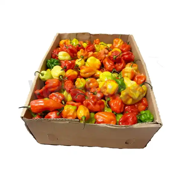 Scotch Bonnet Hot Pepper (Ata Rodo) 500g – Shop Africana